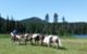 HOME – Future Members | Back Country Horsemen of America