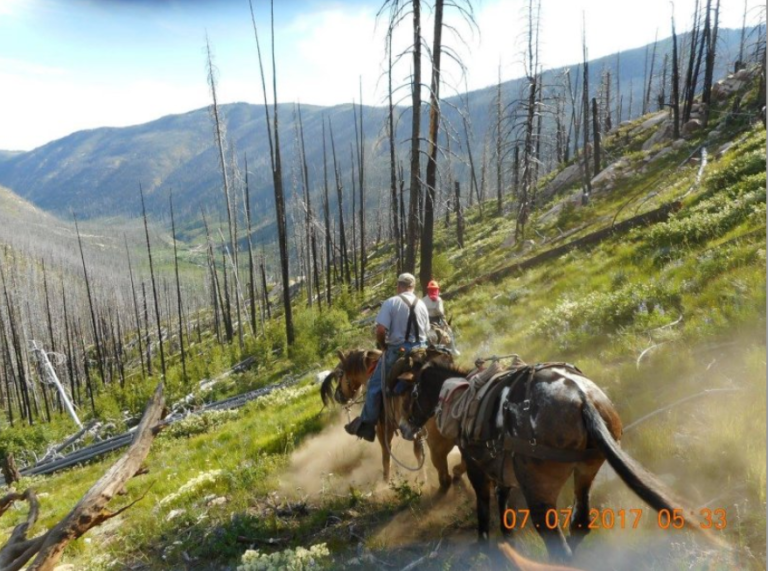 HOME – Future Members | Back Country Horsemen of America